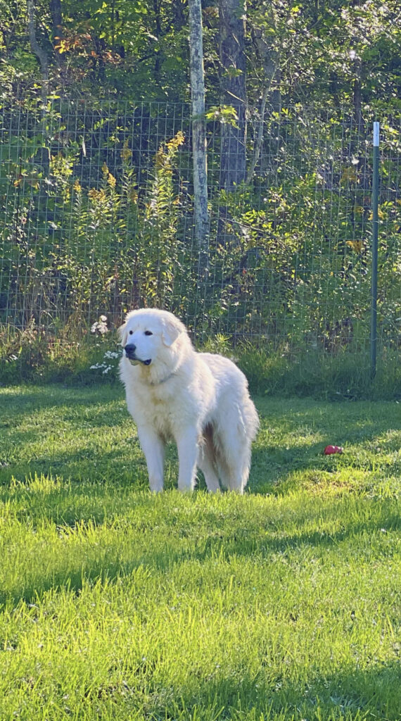 Maximus - Blue Boy💙 - Great Pyrenees