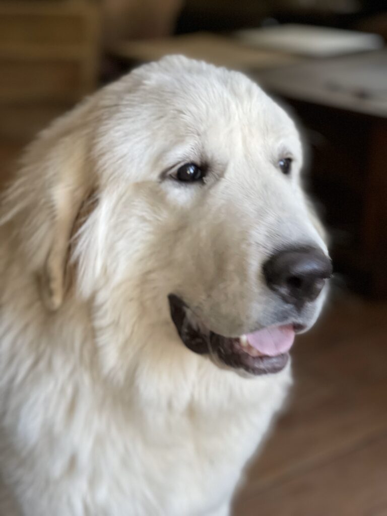 Sunny Smile Lumi - Buy a Pyrenees puppy